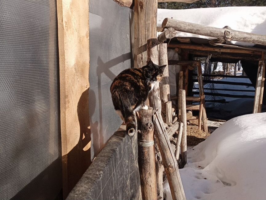 Ловчие кошки и просто кот