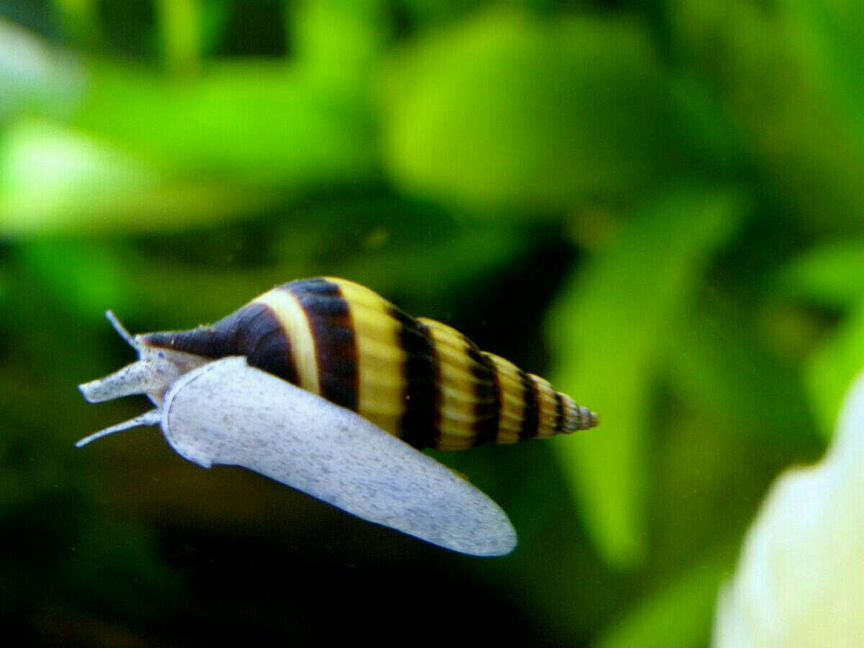 Улитка Хилена- хищник. Лимонник