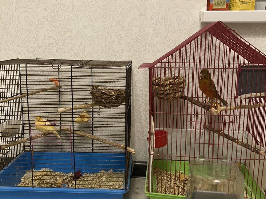 Кенара и канарейки