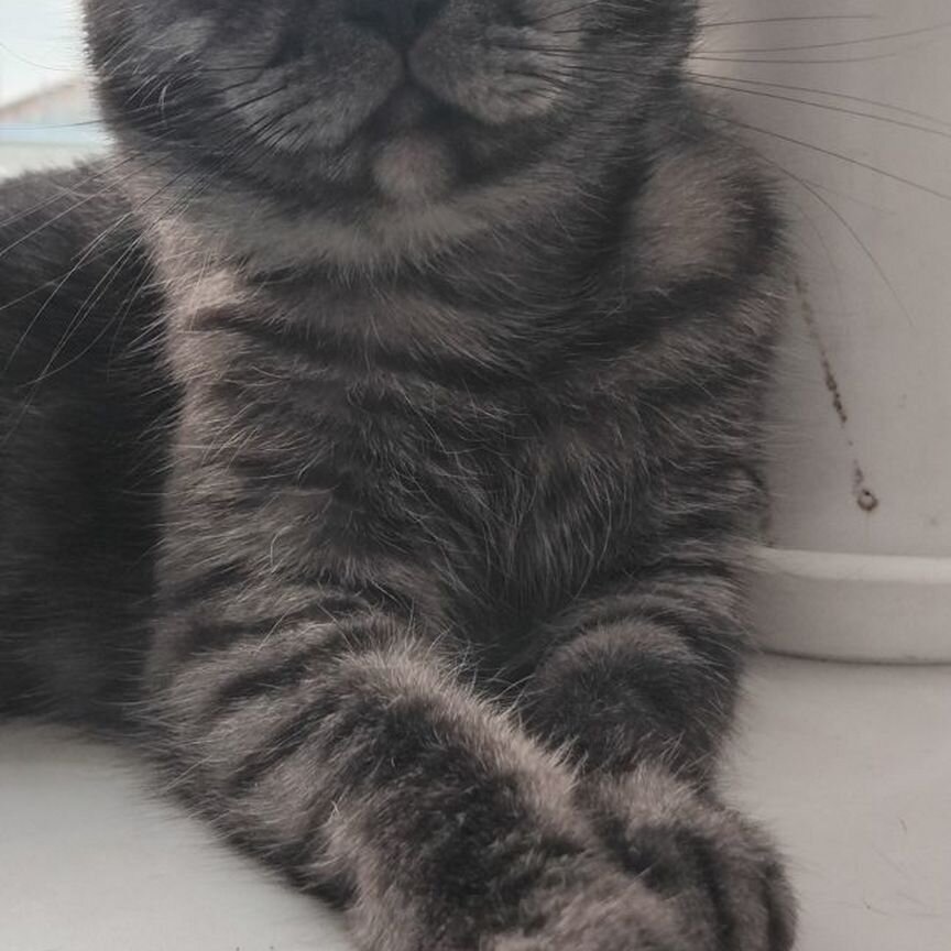 Отдам в добрые руки британскую шиншилу