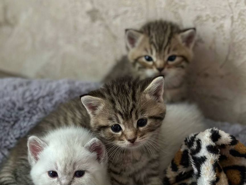 Кошка