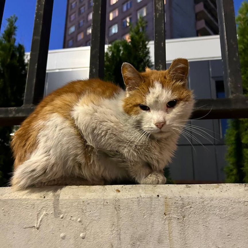 Найден кот потерялся рыжий