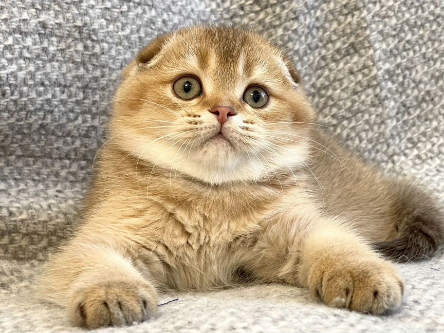 Милый Вислоухий котик Шоколадный золотой