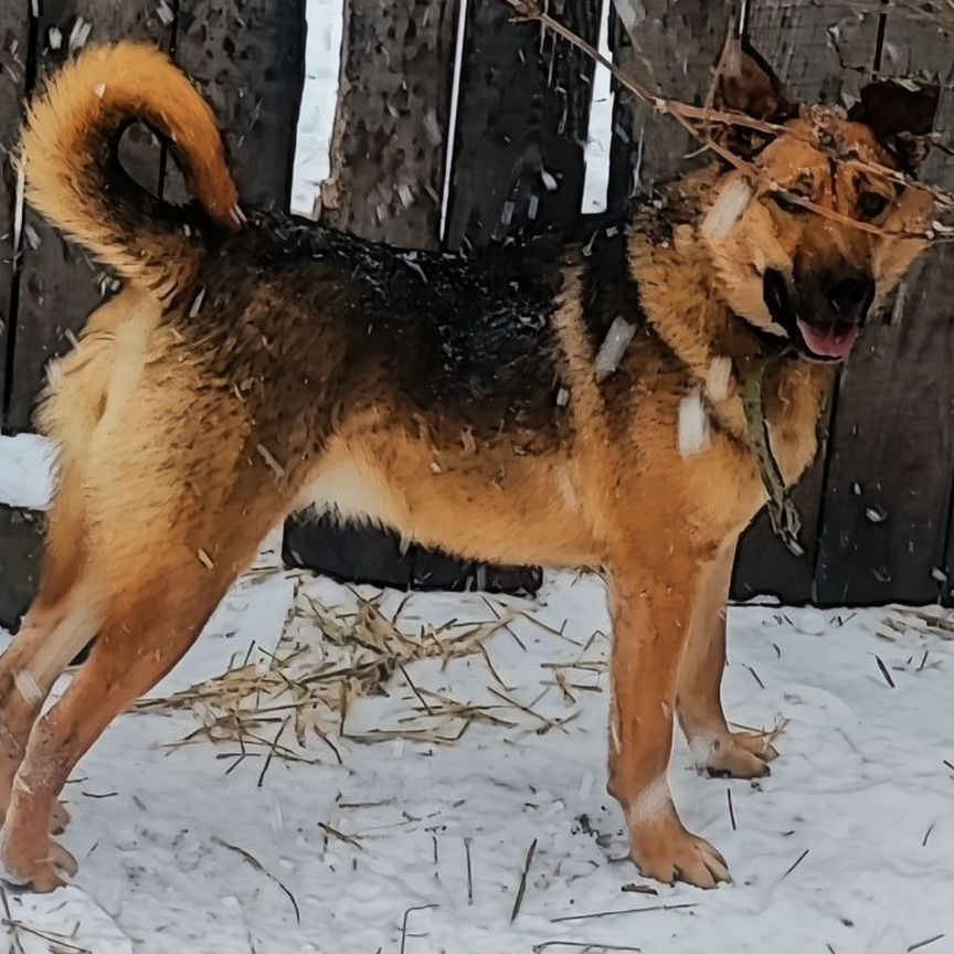 Взрослая собака в добрые руки