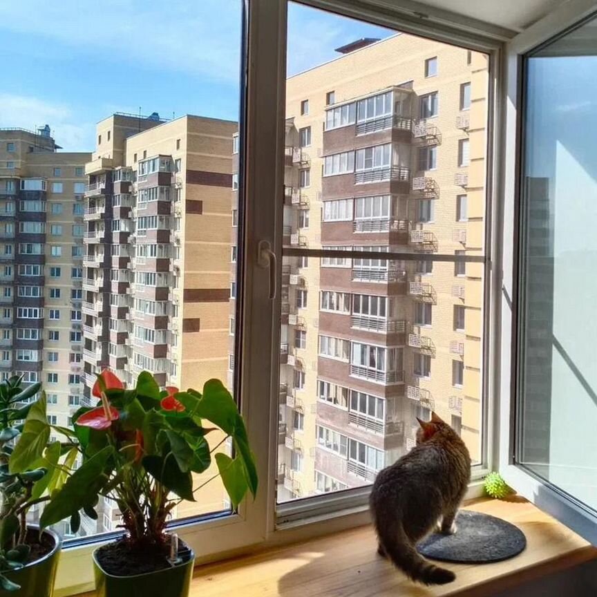 Сетка Антикошка