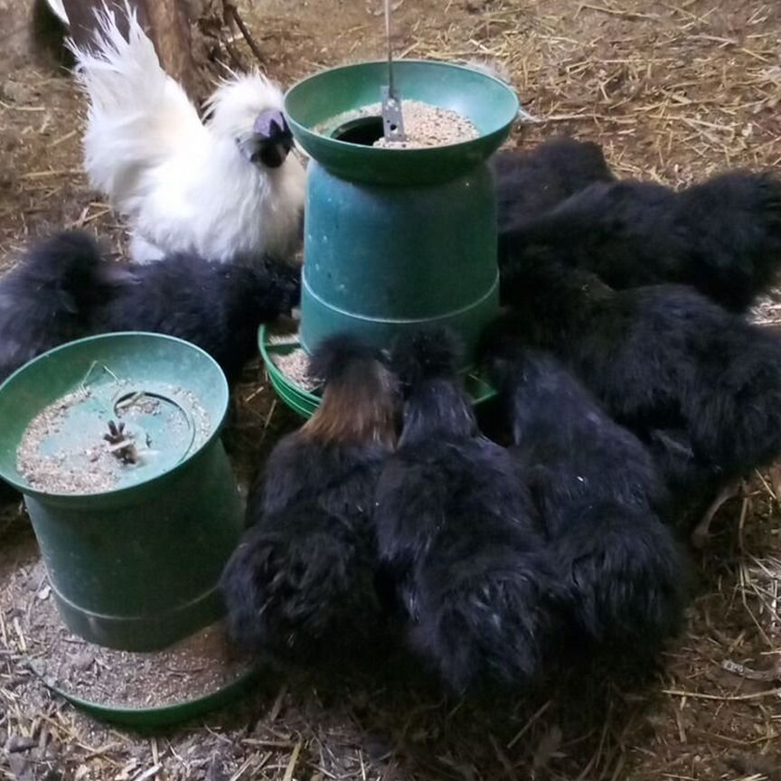 Куры несушки. Китайские шёлковые