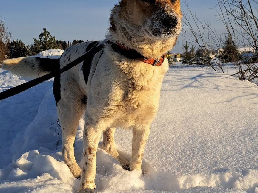 Собака ищет дом