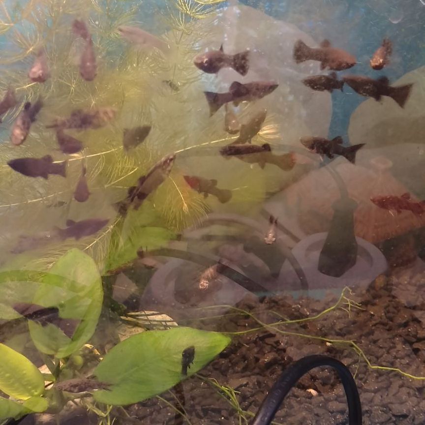 Рыбки молинезия