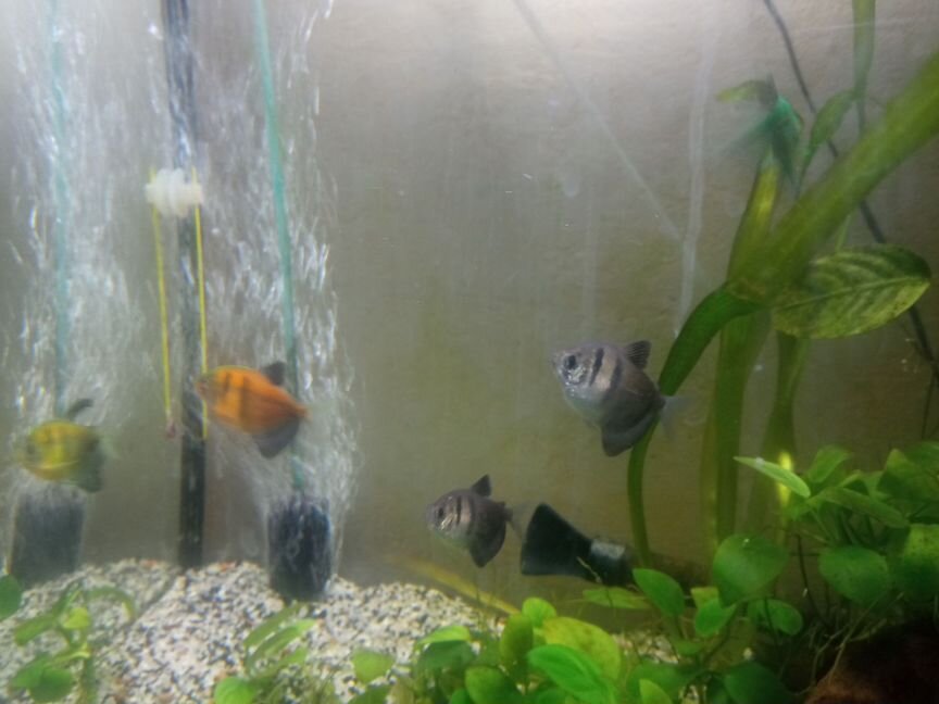Рыбки аквариумные барбусы тернеции