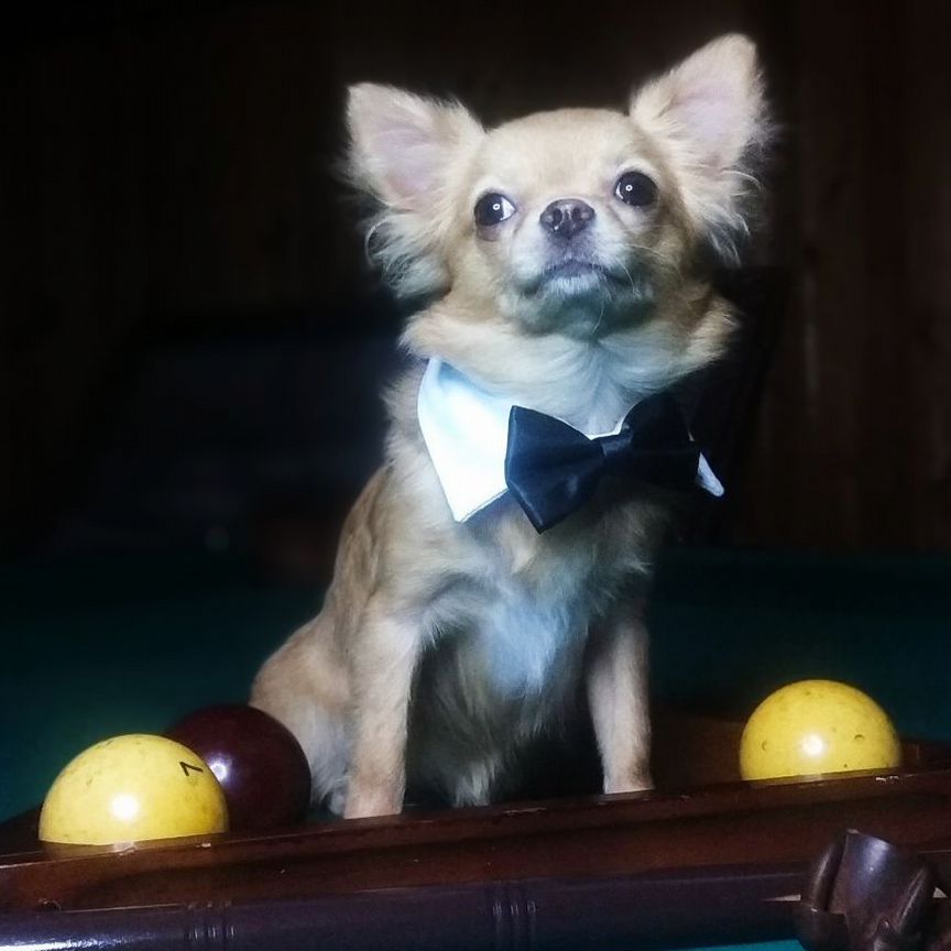 Чихуахуа мини девочка