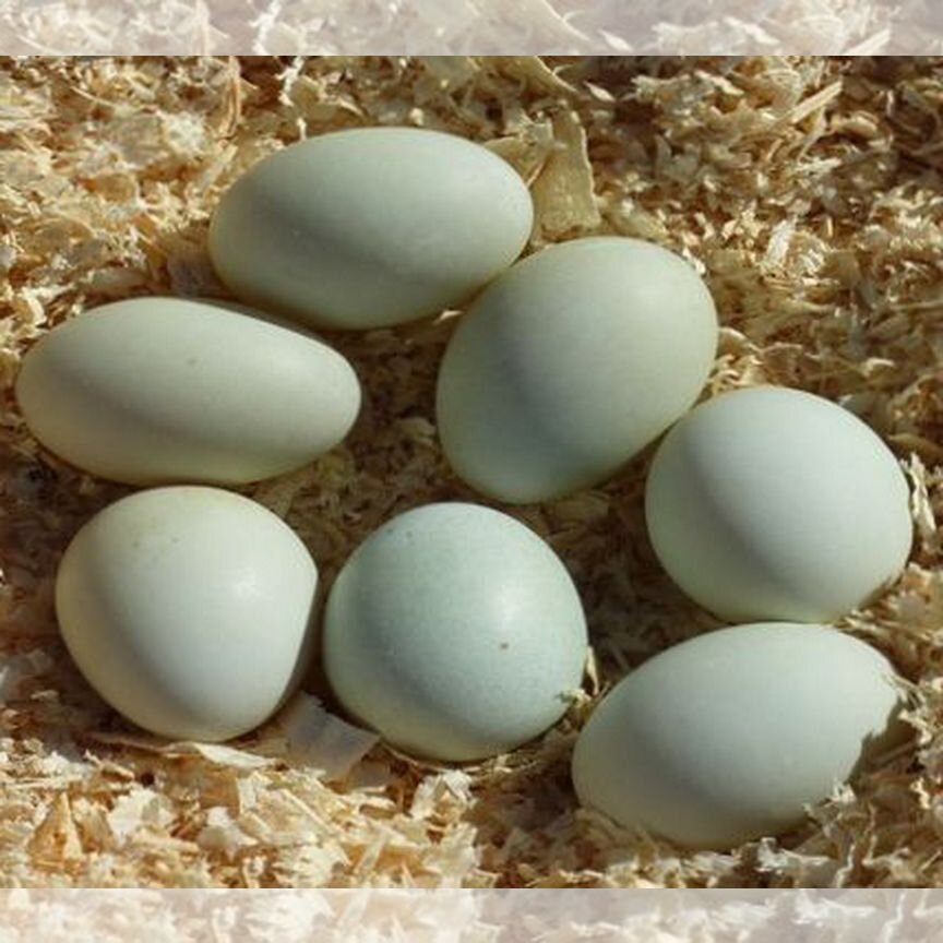 Утиные яйца