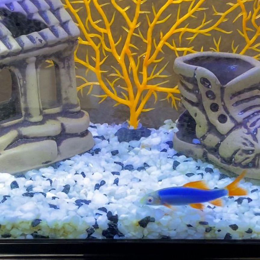 Рыбка Лабио синий