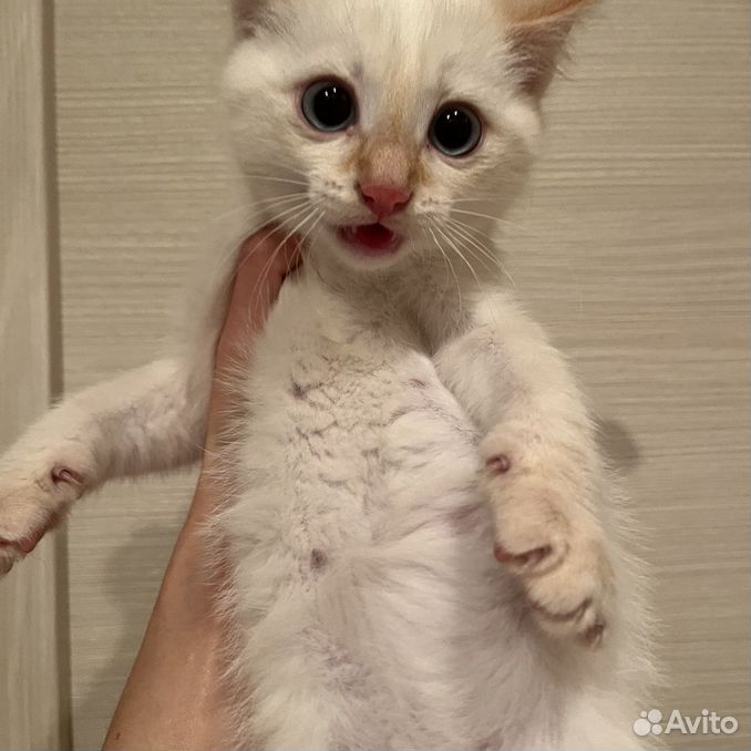 Сиамчик мальчик