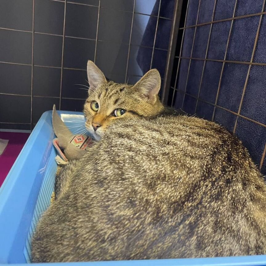 Котенок ищет дом