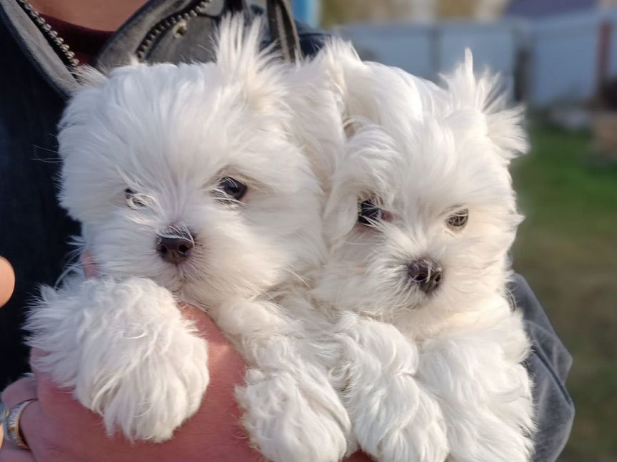 Мальтезе (мальтийская болонка)