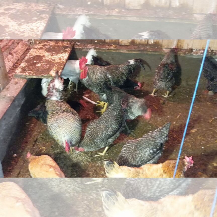 Петух доминант