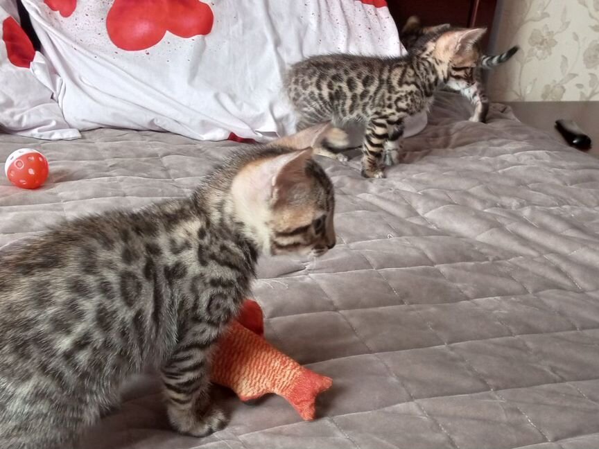 Бенгальские котята
