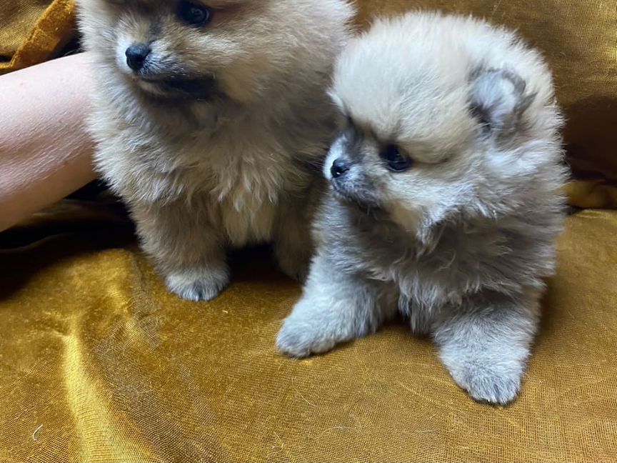 Щенки шпица мини