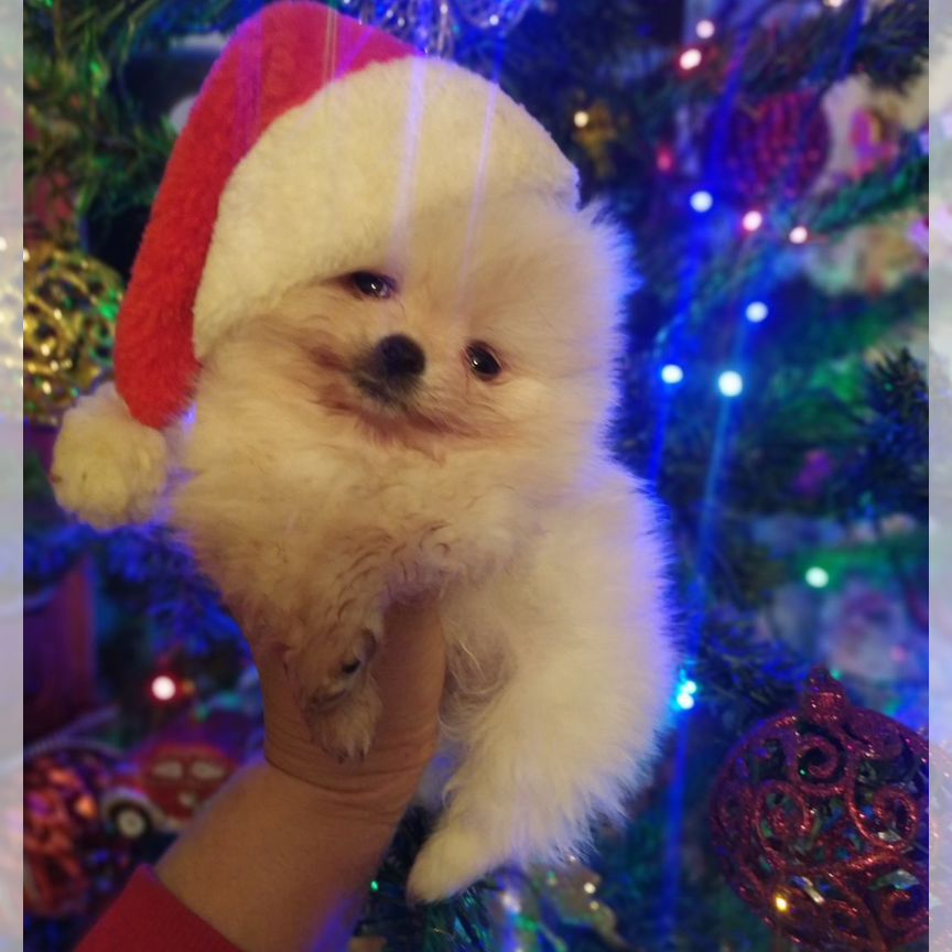 Померанский шпиц, щенок