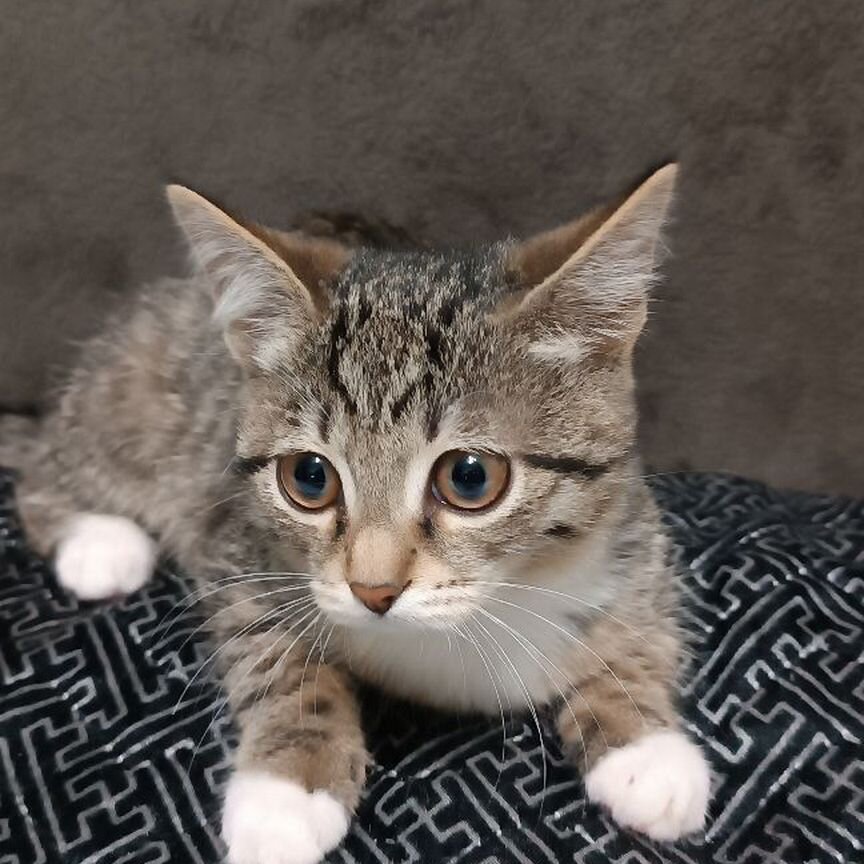 Котенок