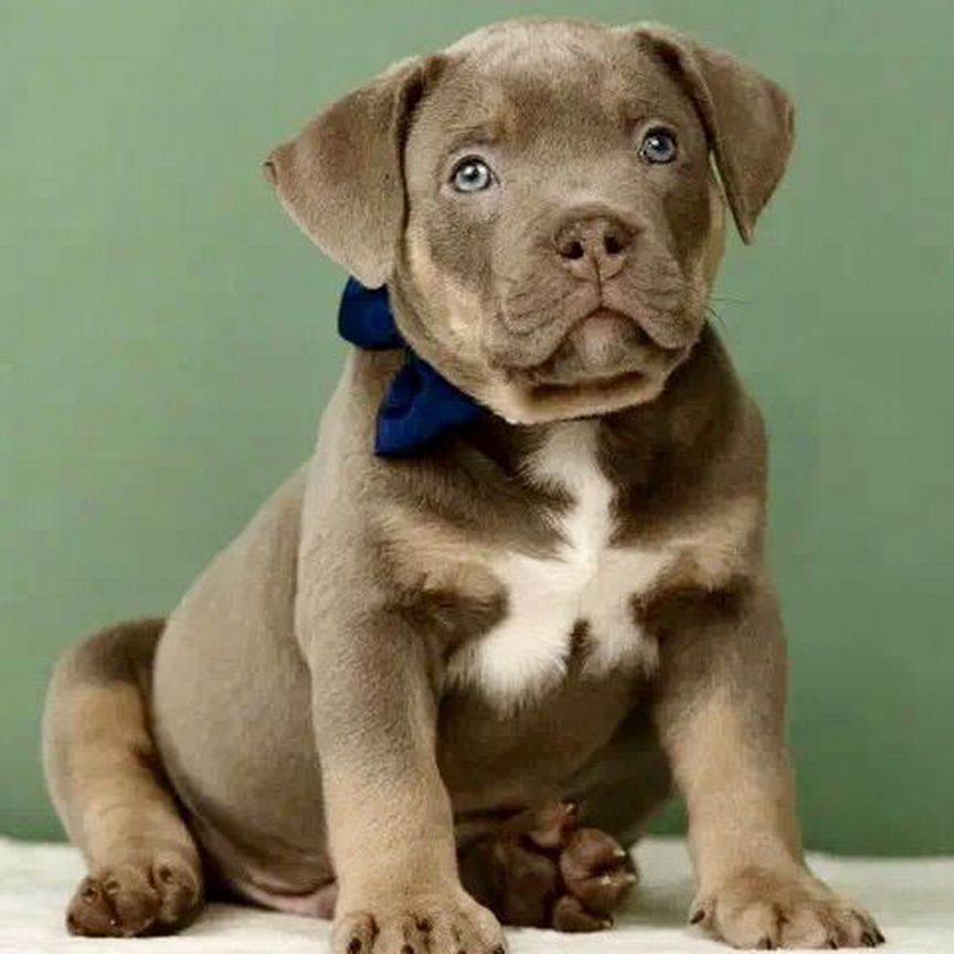 Американский булли