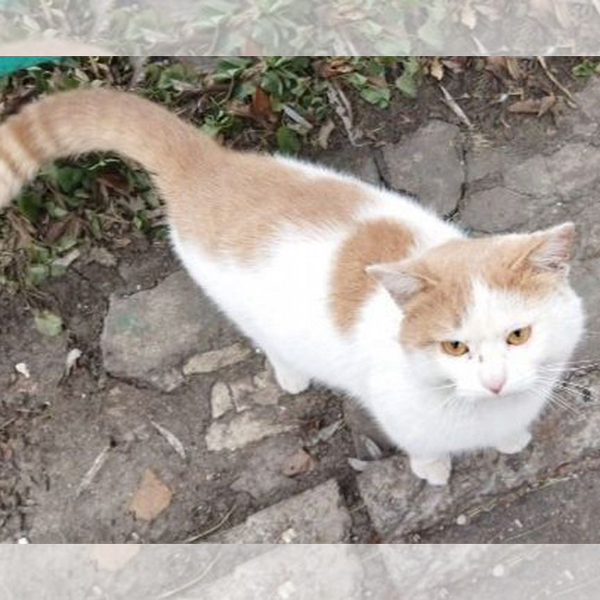 Очаровательный котик