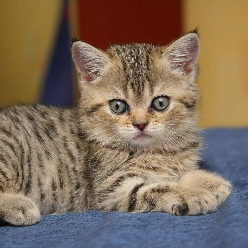 Британские котята