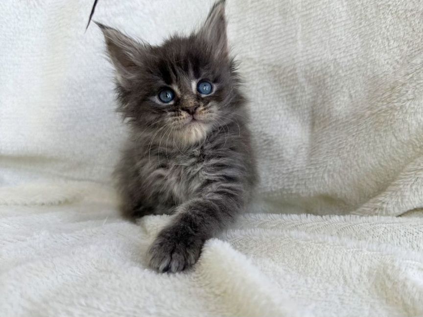 Котята мейн-кун