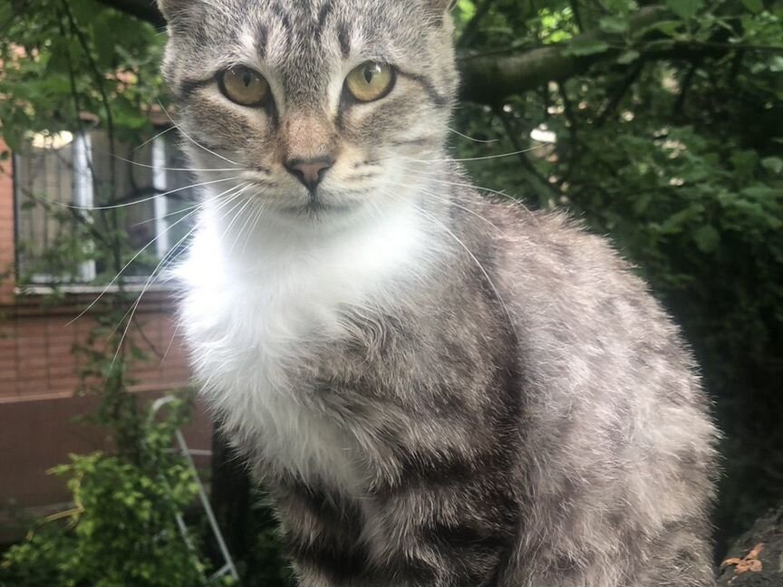 Котики серый таби,британец и рыжий