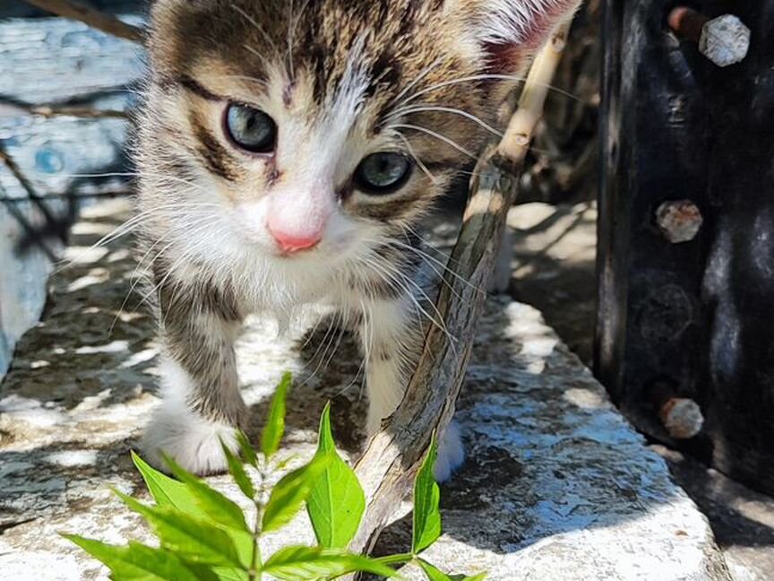 Отдам кошечку в добрые руки