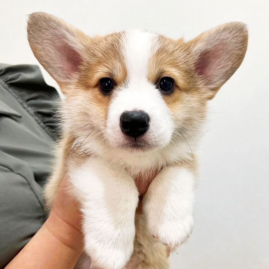 Вельш-корги