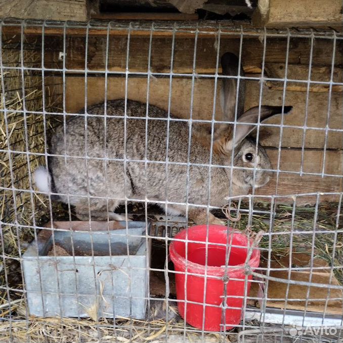 Продам 2 крольчихи и 1 кроля