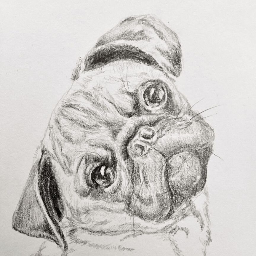 Рисую ваших питомцев