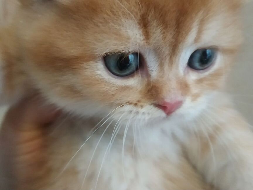 Британские котята
