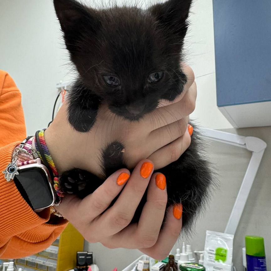 Черный котенок в добрые руки