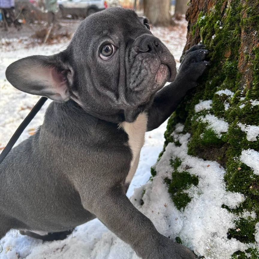 Французский бульдог, щенок