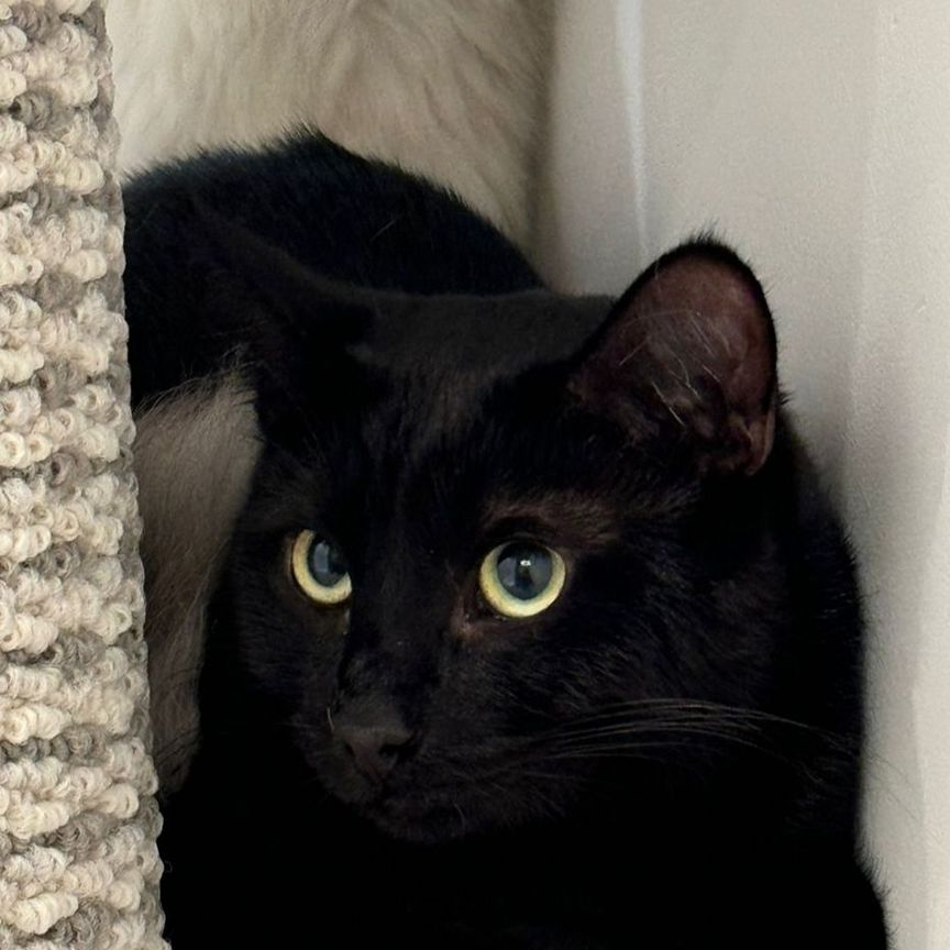 Кошка