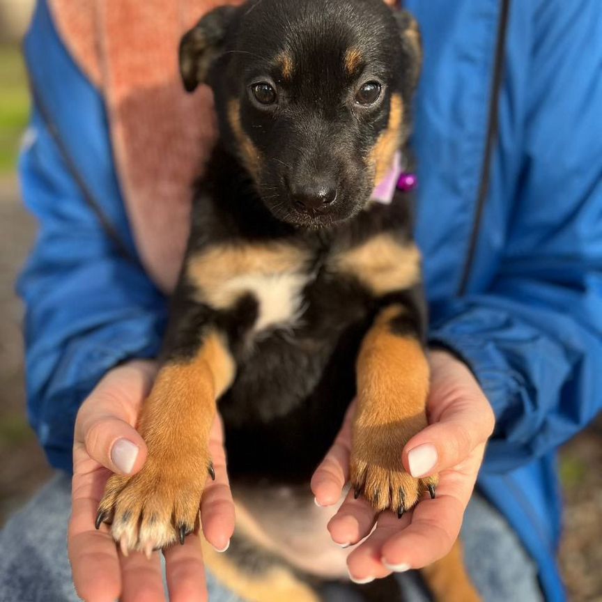 Щенок Эмми в добрые руки