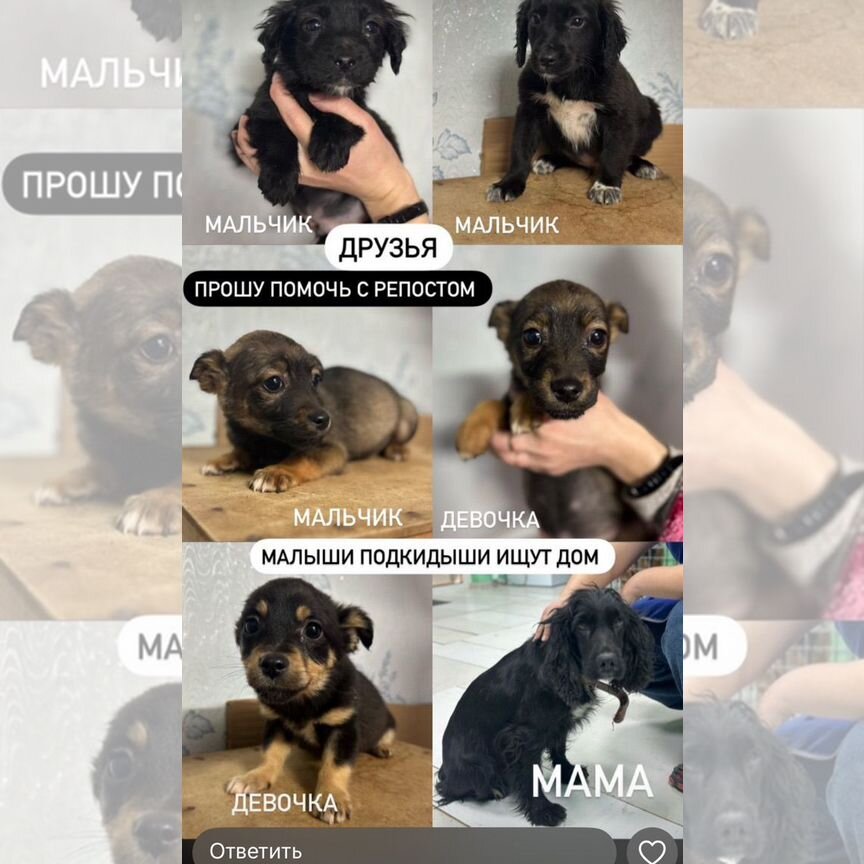 Щенки фенотип спаниеля бесплатно в добрые руки