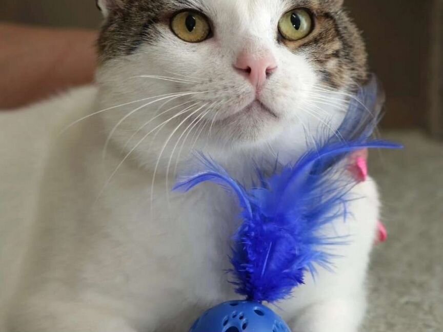 Кот Тиша 5 лет