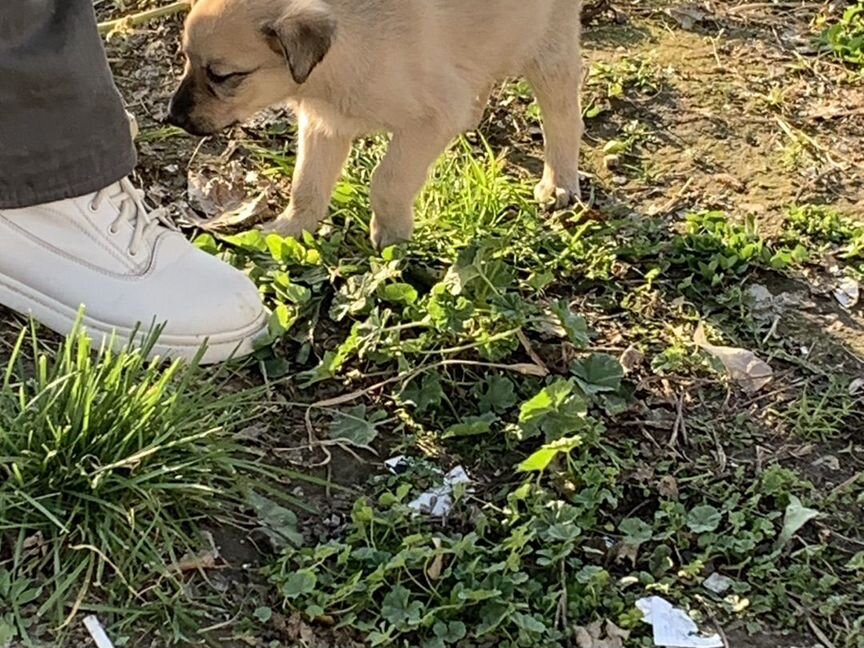 Отдам сабаку лабродор