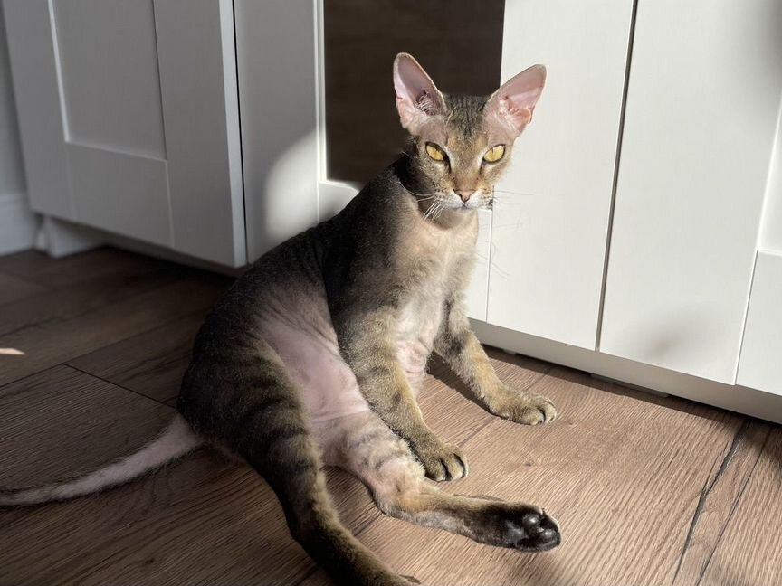 Кошка донской сфинкс