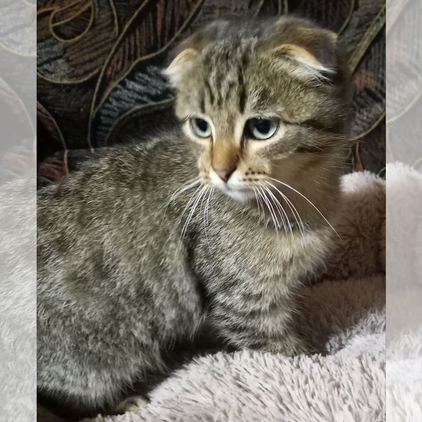 Вислоухие котята