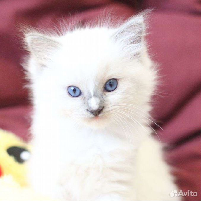 Рэгдолл котята миттед