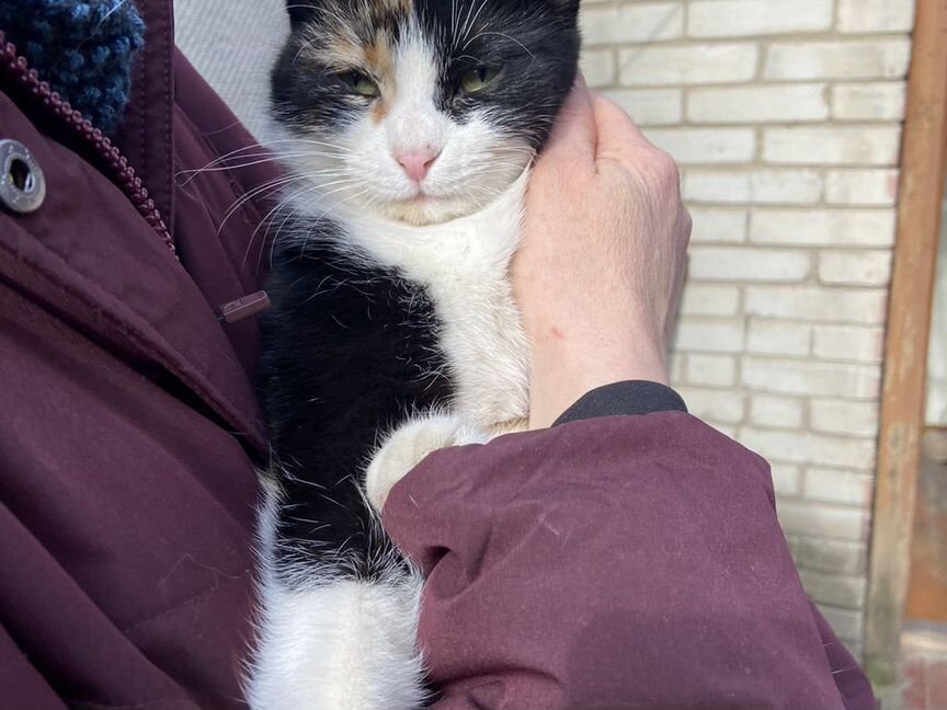 Кошка в добрые руки