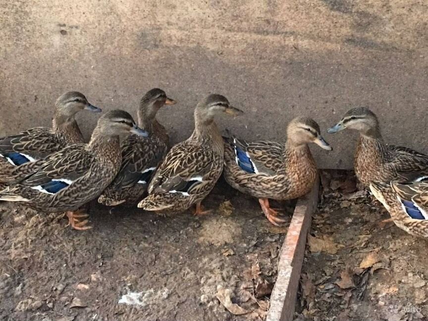 Подсадная утка