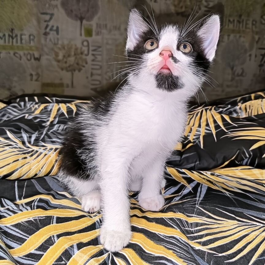 Котенок 2 месяца