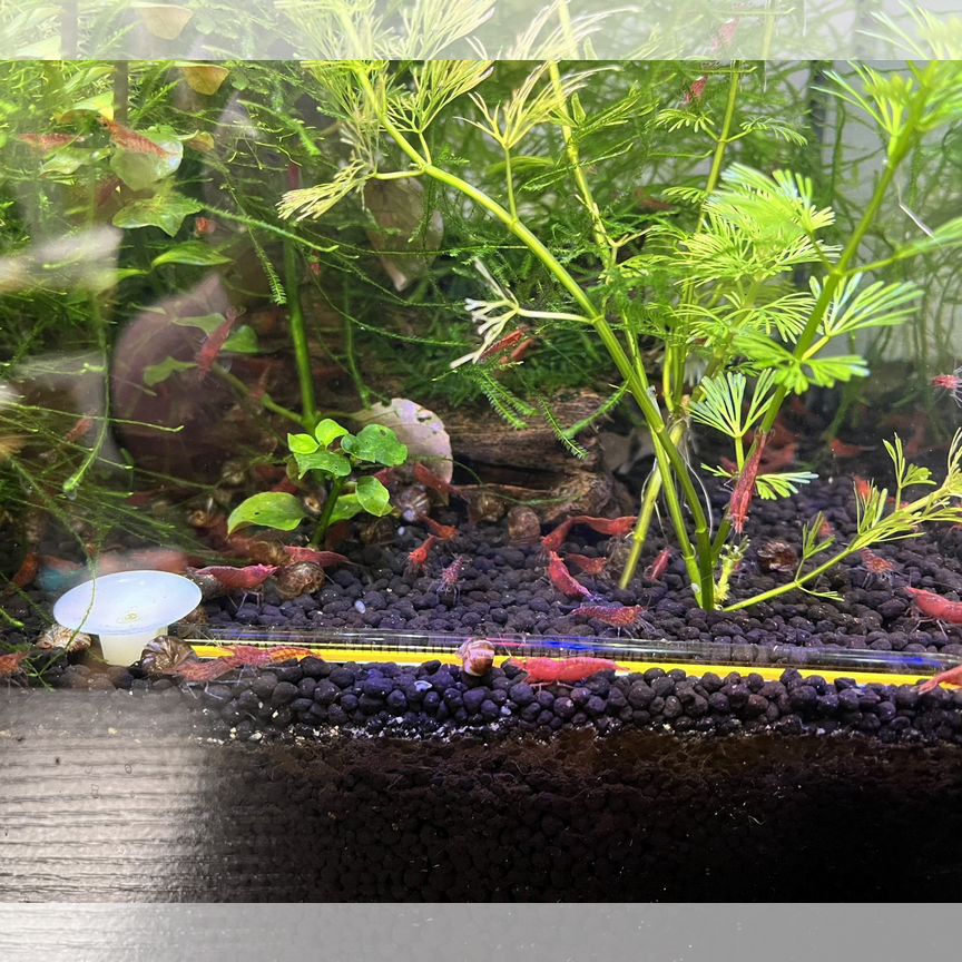 Креветка вишня