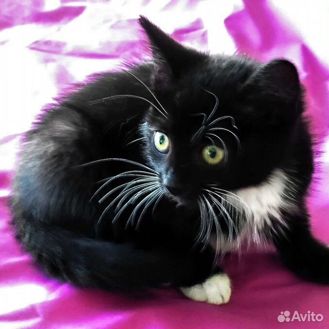 Котенок мальчик 2, 5 мес