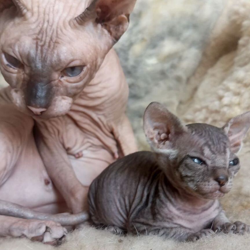 Донской сфинкс котёнок